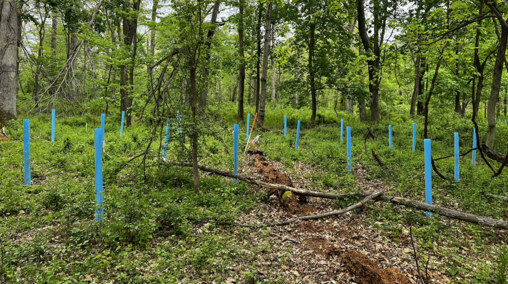 Current Research – Hutcheson Memorial Forest Center